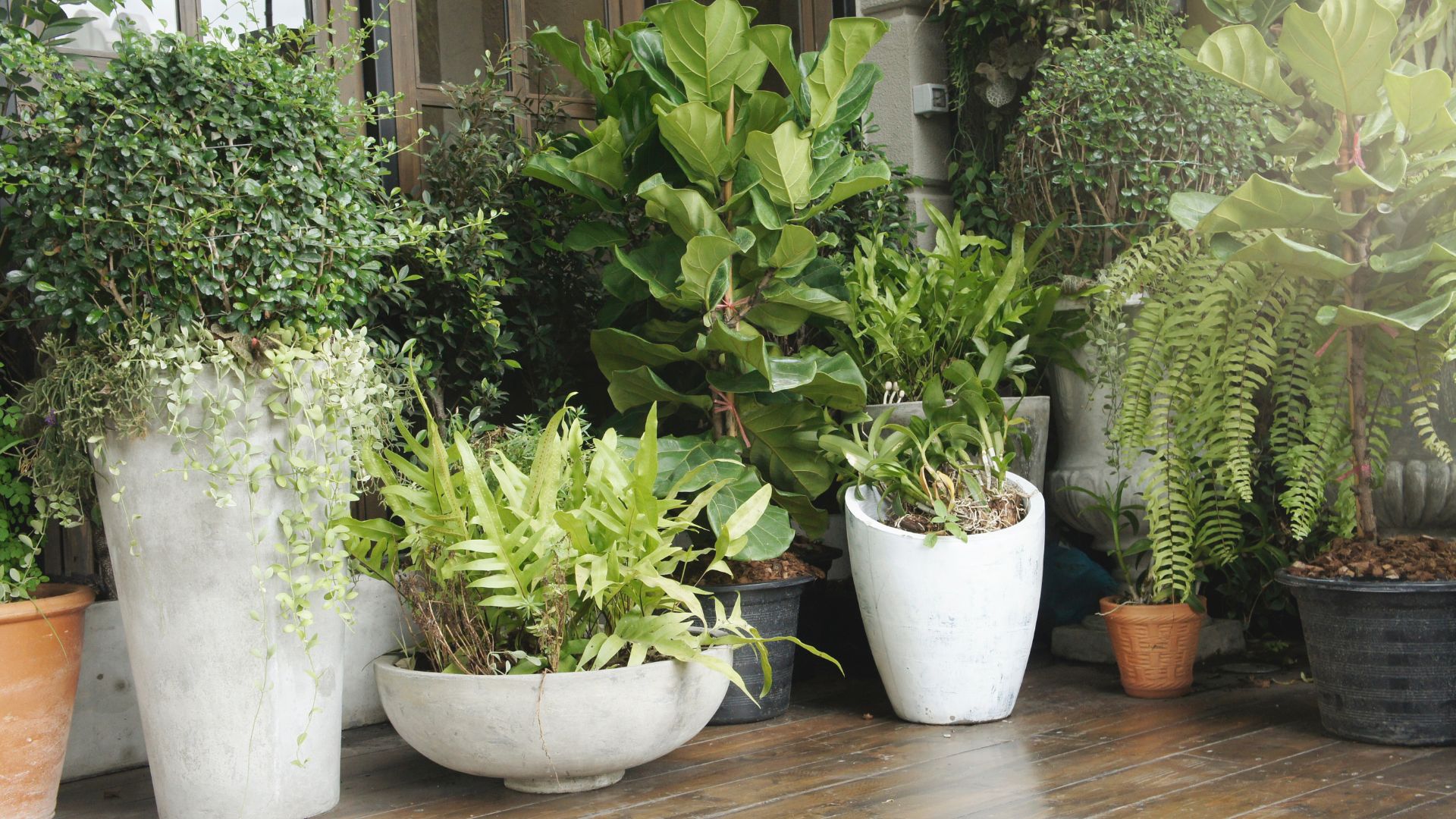 Best plants for terrace garden in New Zealand | Ultimate guide