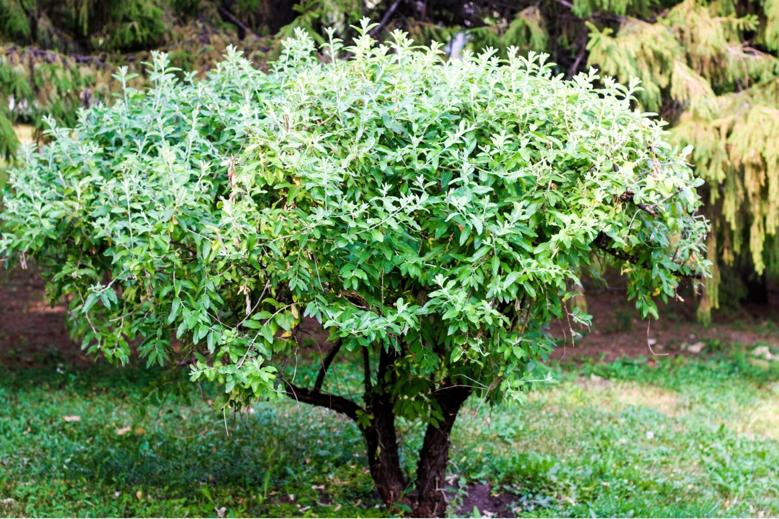 Ultimate Guide To Best Trees For Small Gardens in NZ