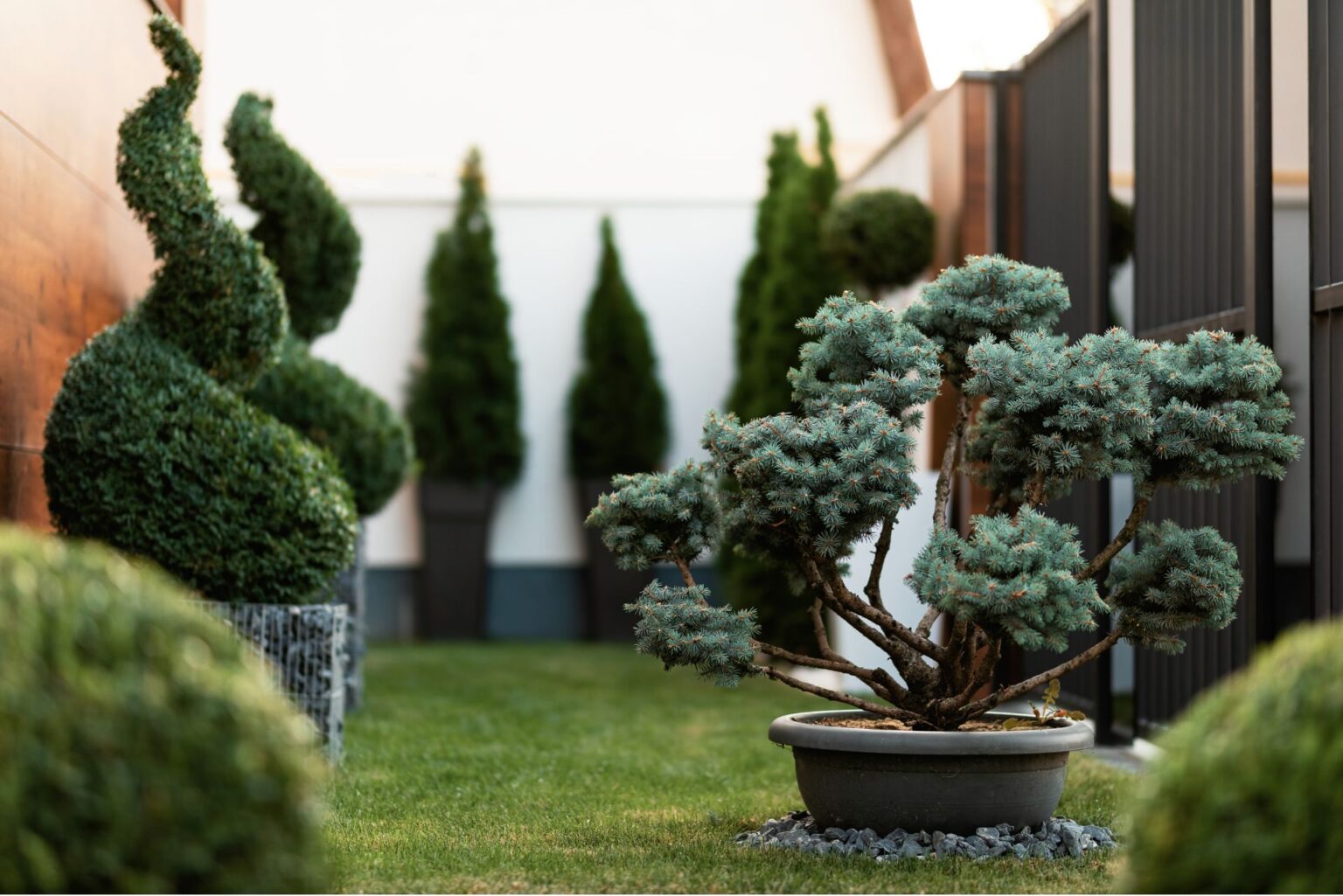 Ultimate Guide To Best Trees For Small Gardens in NZ