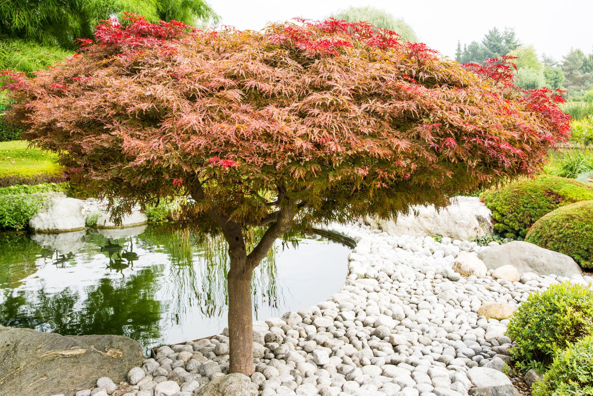 Ultimate Guide To Best Trees For Small Gardens in NZ