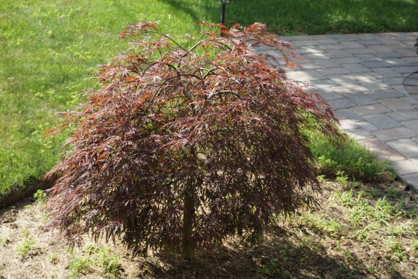 Ultimate Guide To Best Trees For Small Gardens in NZ