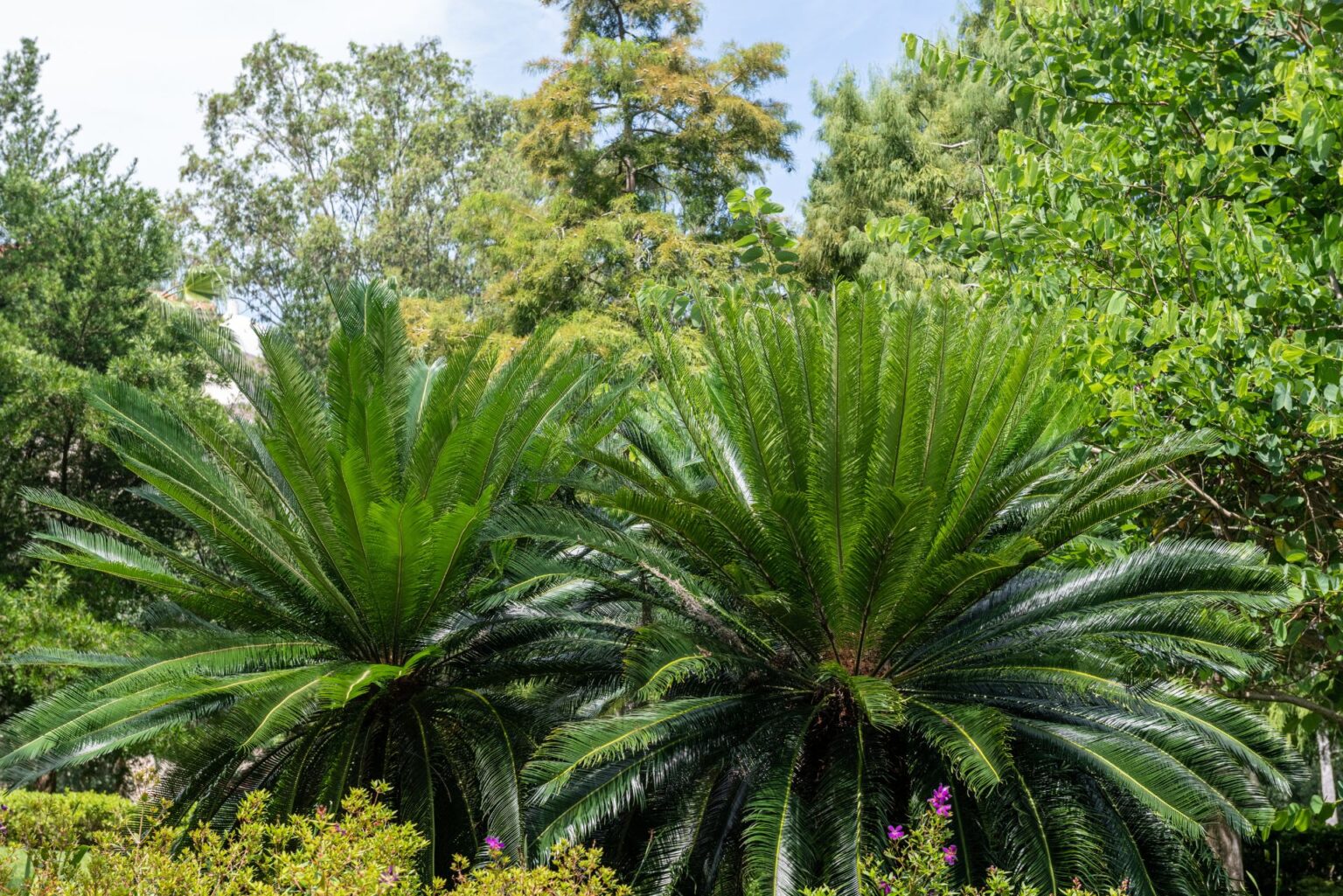 Ultimate Guide To Best Trees For Small Gardens in NZ