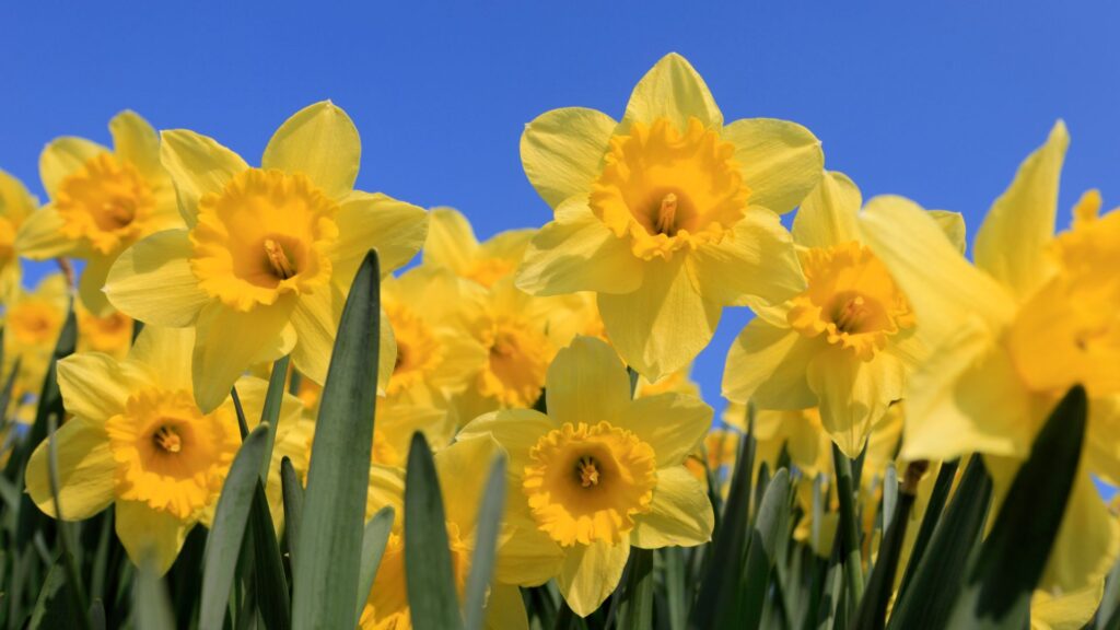 Ultimate Guide To Best Flowers For Garden All Year Round NZ - The ...