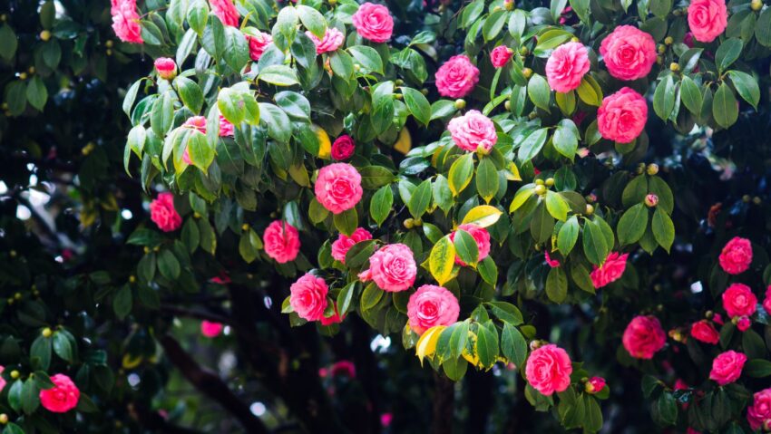 Ultimate Guide To Best Flowers For Garden All Year Round NZ - The ...