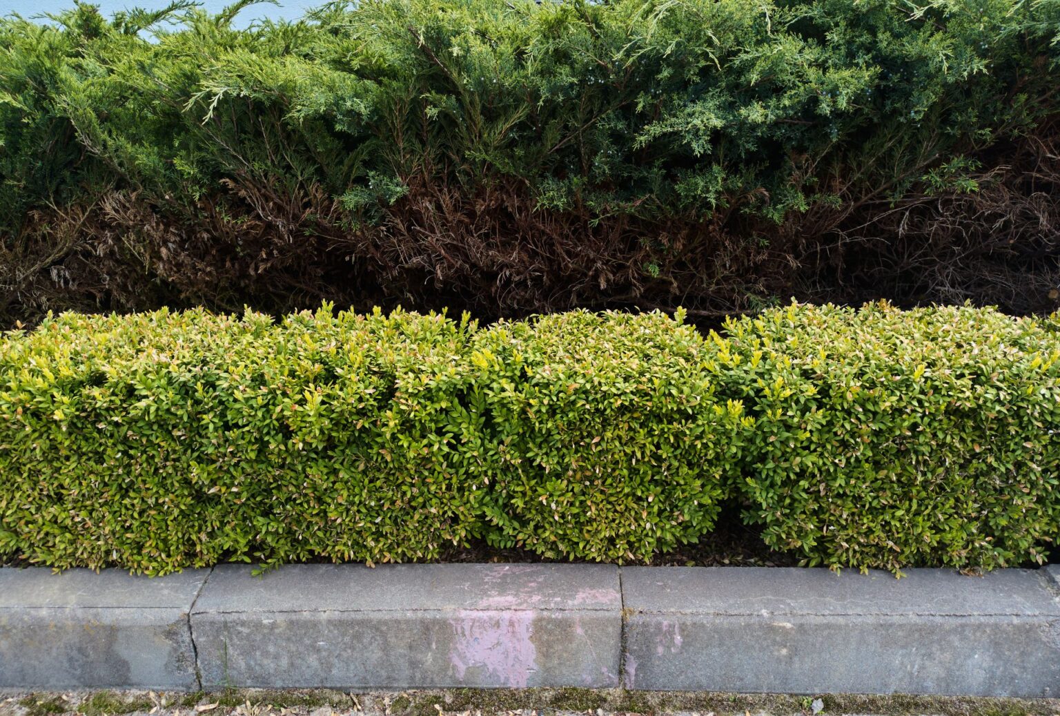 Best Hedge Plants in NZ: Privacy, Aesthetics & Easy Care