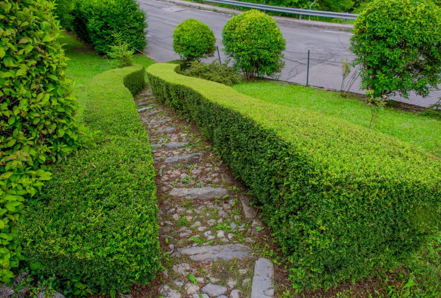 Best Hedge Plants in NZ: Privacy, Aesthetics & Easy Care