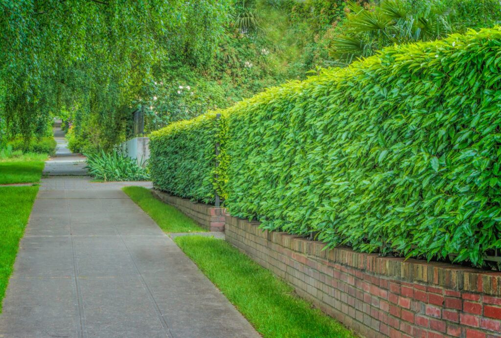 Best Hedge Plants in NZ: Privacy, Aesthetics & Easy Care