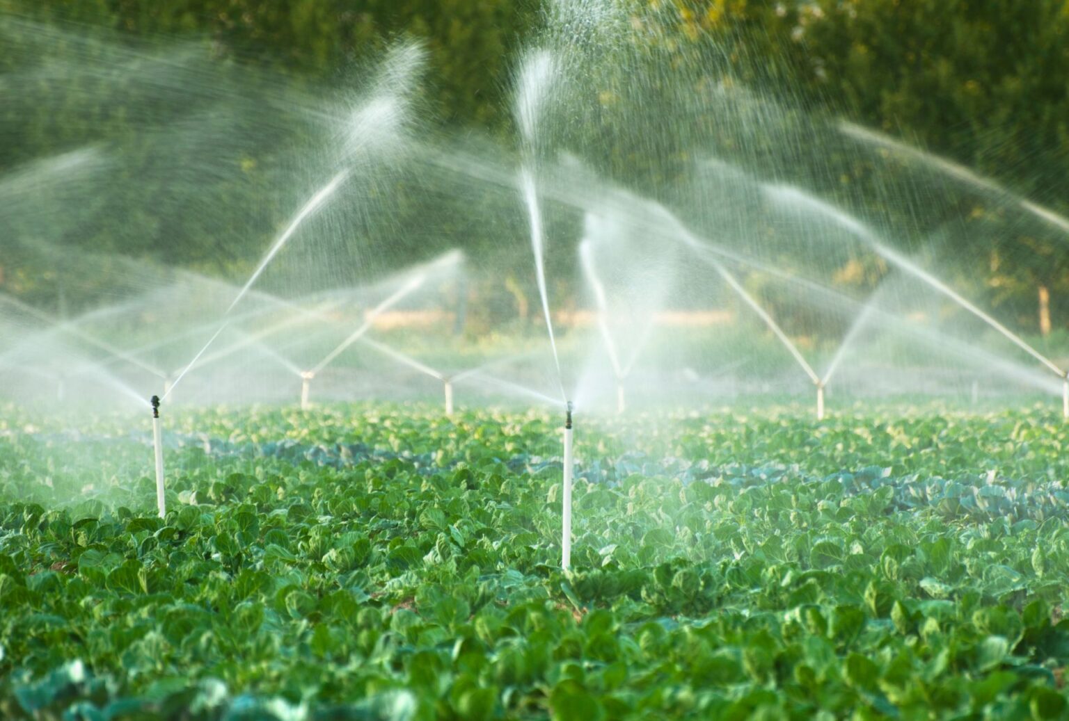 How to Set Up Garden Irrigation: Save Time and Water