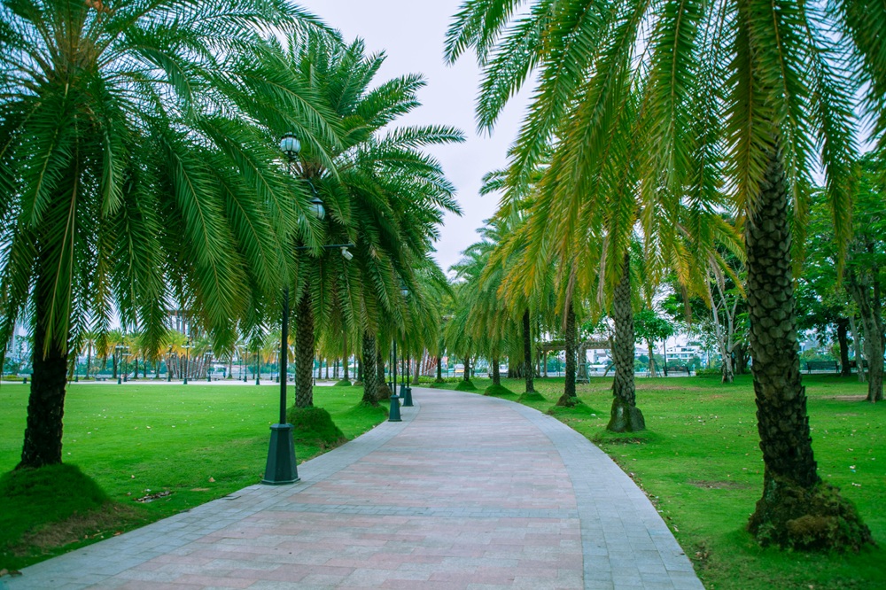 Best Palm Trees for New Zealand Gardens – Planting and Care Guide - The ...