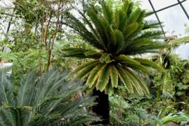 Ultimate Guide To Best Trees For Small Gardens in NZ