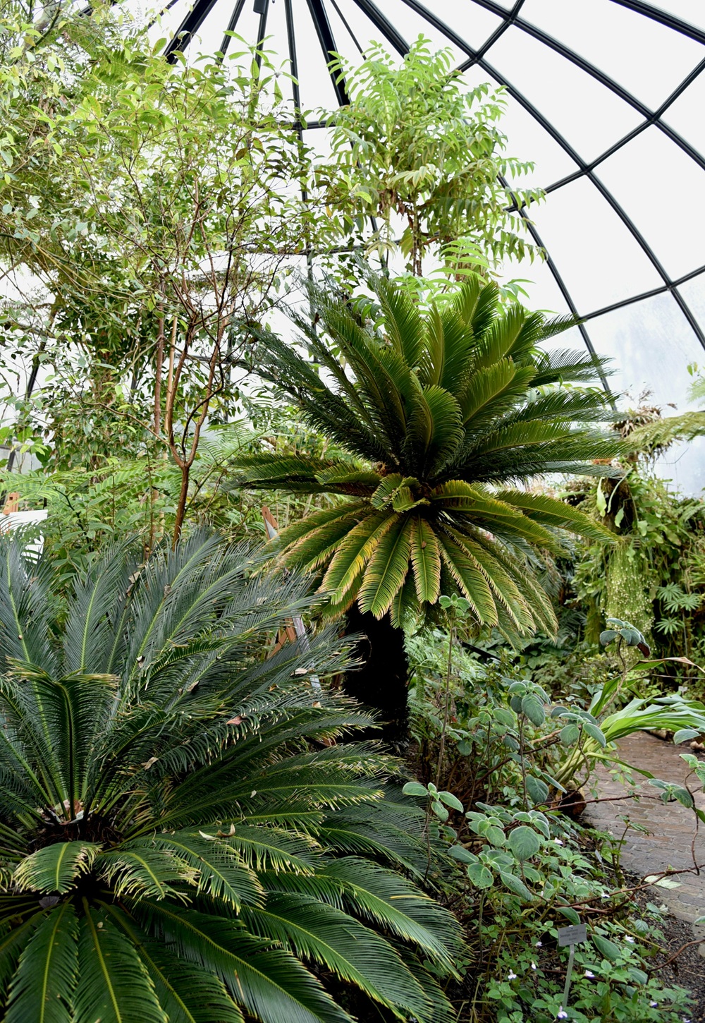 Palms in NZ: A Guide to Growing and Caring for Palm Trees in Auckland ...