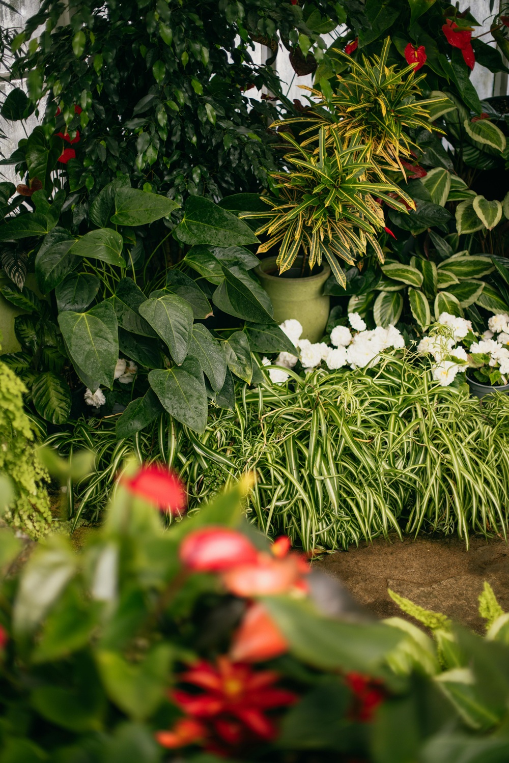 New Zealand Plants for Auckland Gardens | Native Landscaping Guide