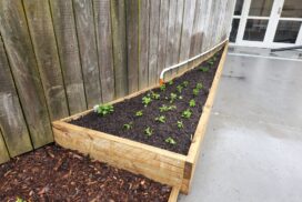 Ultimate Guide To Best Trees For Small Gardens in NZ