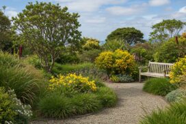 New Zealand Plants for Auckland Gardens | Native Landscaping Guide